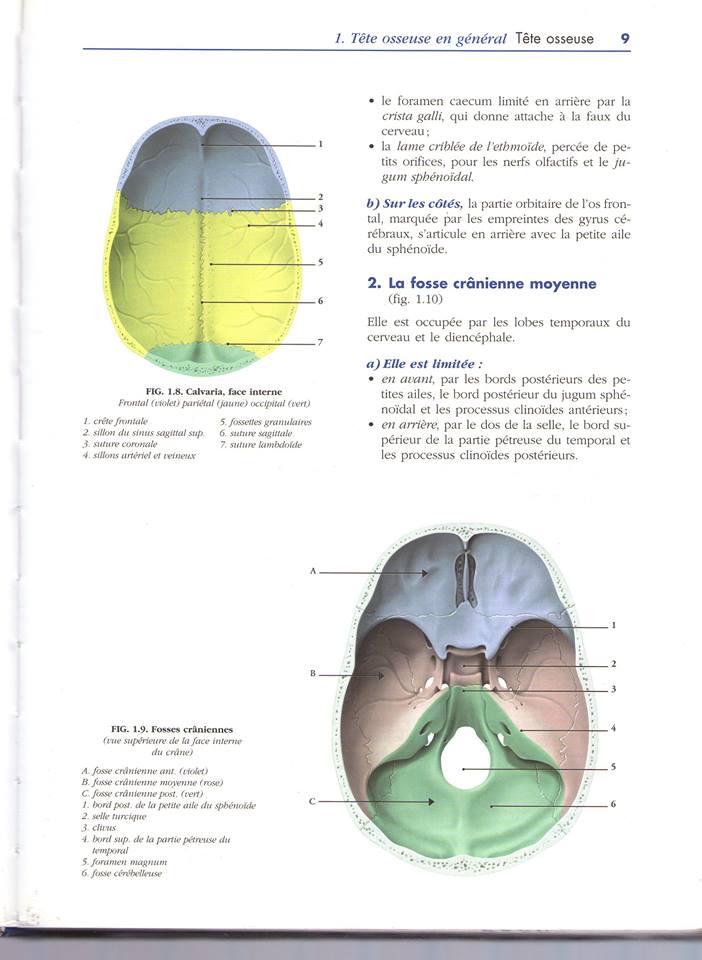schéma:crane - Médecine INFO