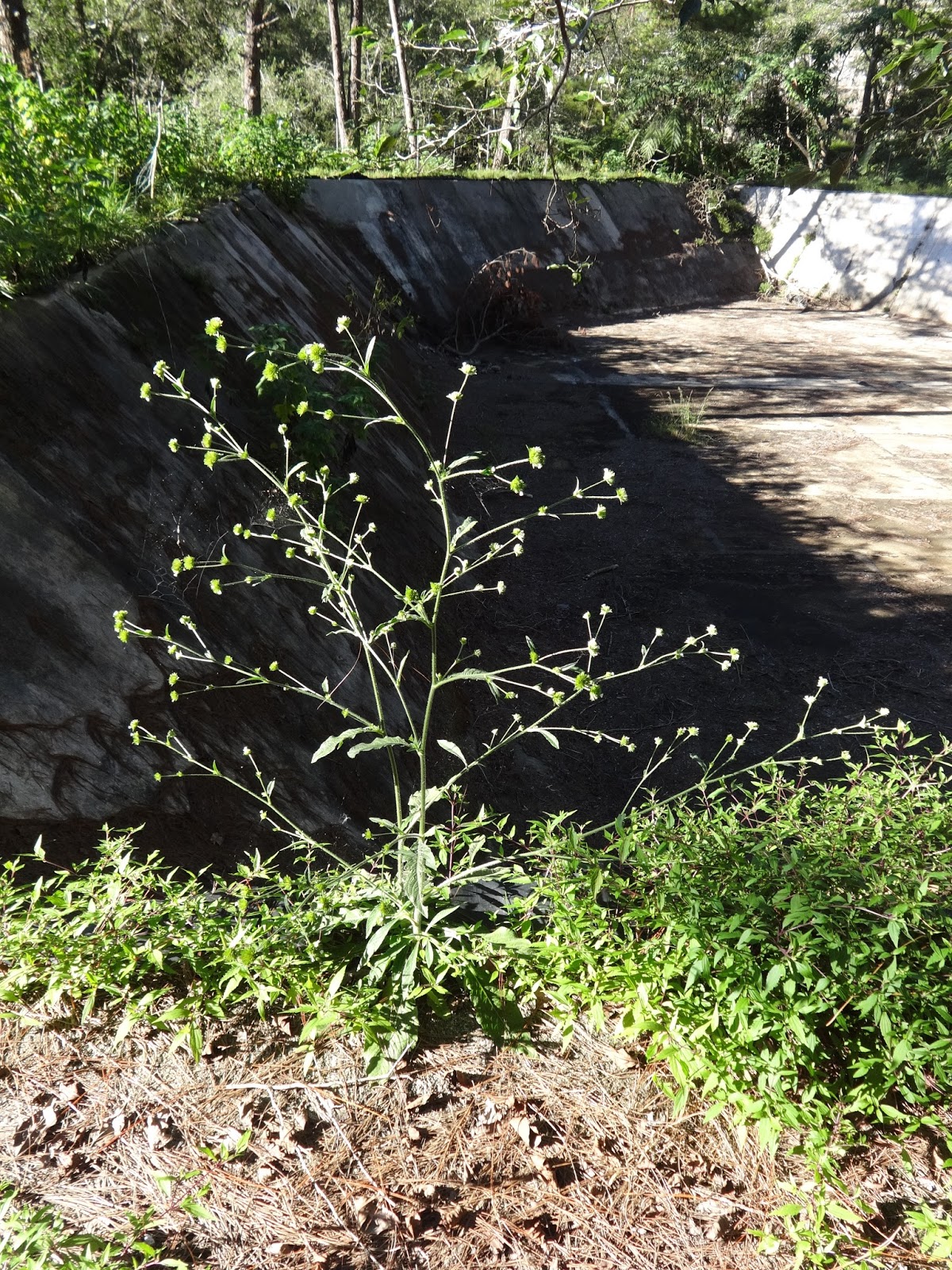 Herbs from Distant Lands: Elephantopus scaber, Elephantopus mollis ...