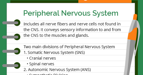 Peripheral Nervous System (PNS)