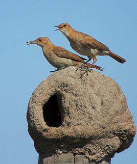 Imágenes de Pájaros: Horneros