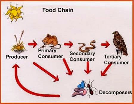Discoveries in Biology : FOOD CHAIN AND FOOD WEB
