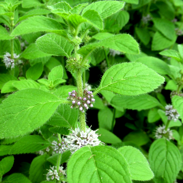 Cornmint Essential Oil by Casa de Lorenzo