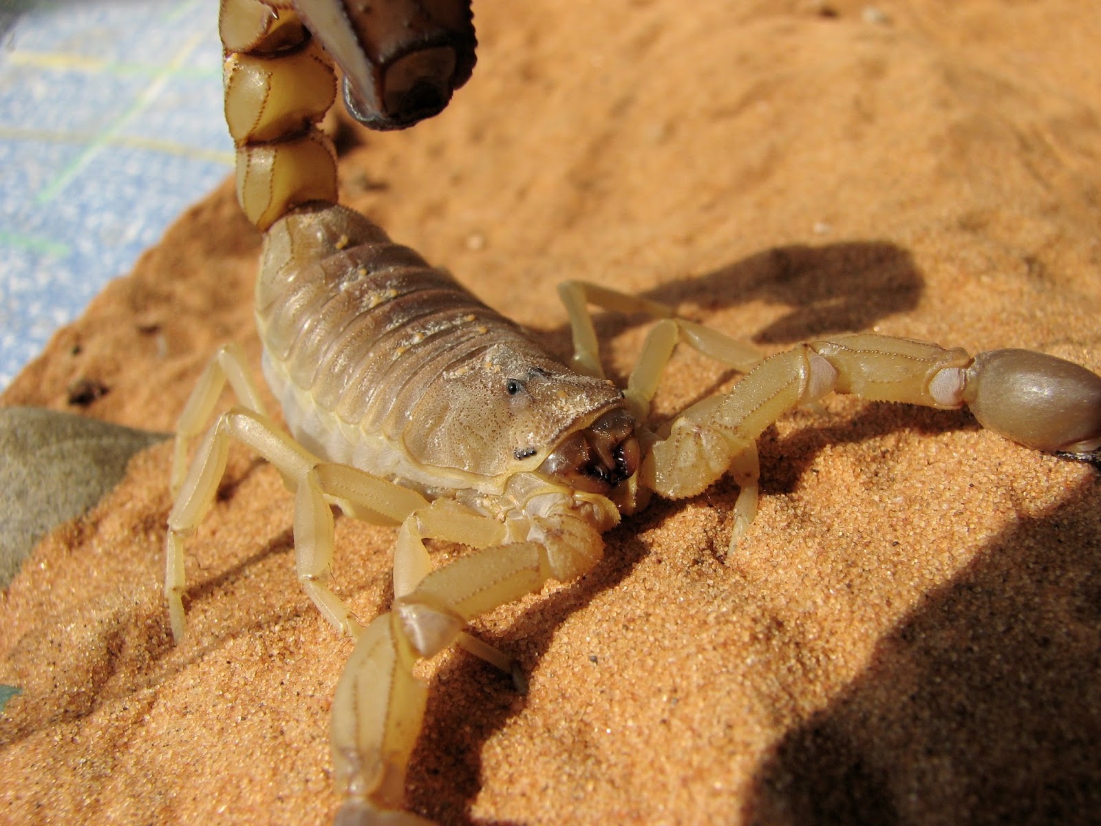 Nature: Observations and Meanings: FATTAIL (FAT-TAILED) SCORPION: Power ...
