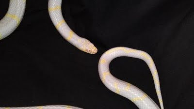 Zoo Animals: Seriously Ugly Snakes