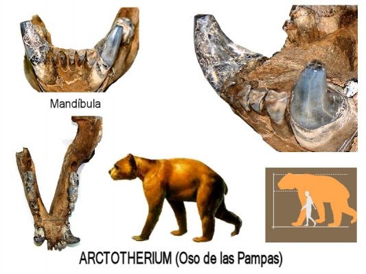 Escenarios prehistóricos: Arctotherium