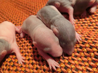 Nau speak: Baby Rat Growth & Development Part 1: the first 10 days