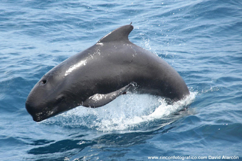 Delfines: Tipos de delfines