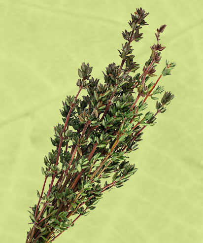 AYUDÁNDONOS CON LAS HIERBAS : BENEFICIO DEL TOMILLO