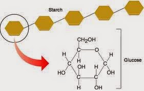 Polysaccharides Starch