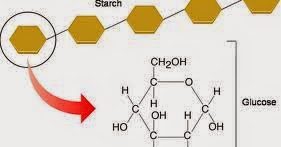 #9. Carbohydrates - Polysaccharides | Biology Notes for A level