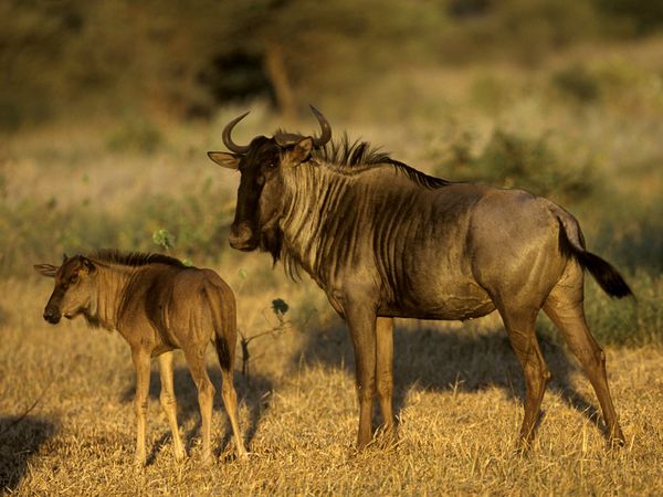 Wildebeest ( Connochaetes taurinus )