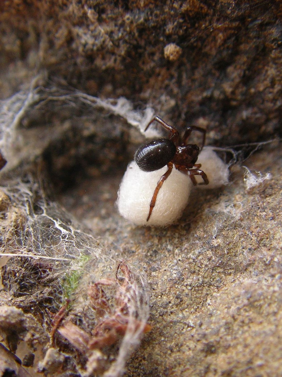 Adventures Of A Pine Cone Spider Collector: 23-July-2016 Union Creek ...