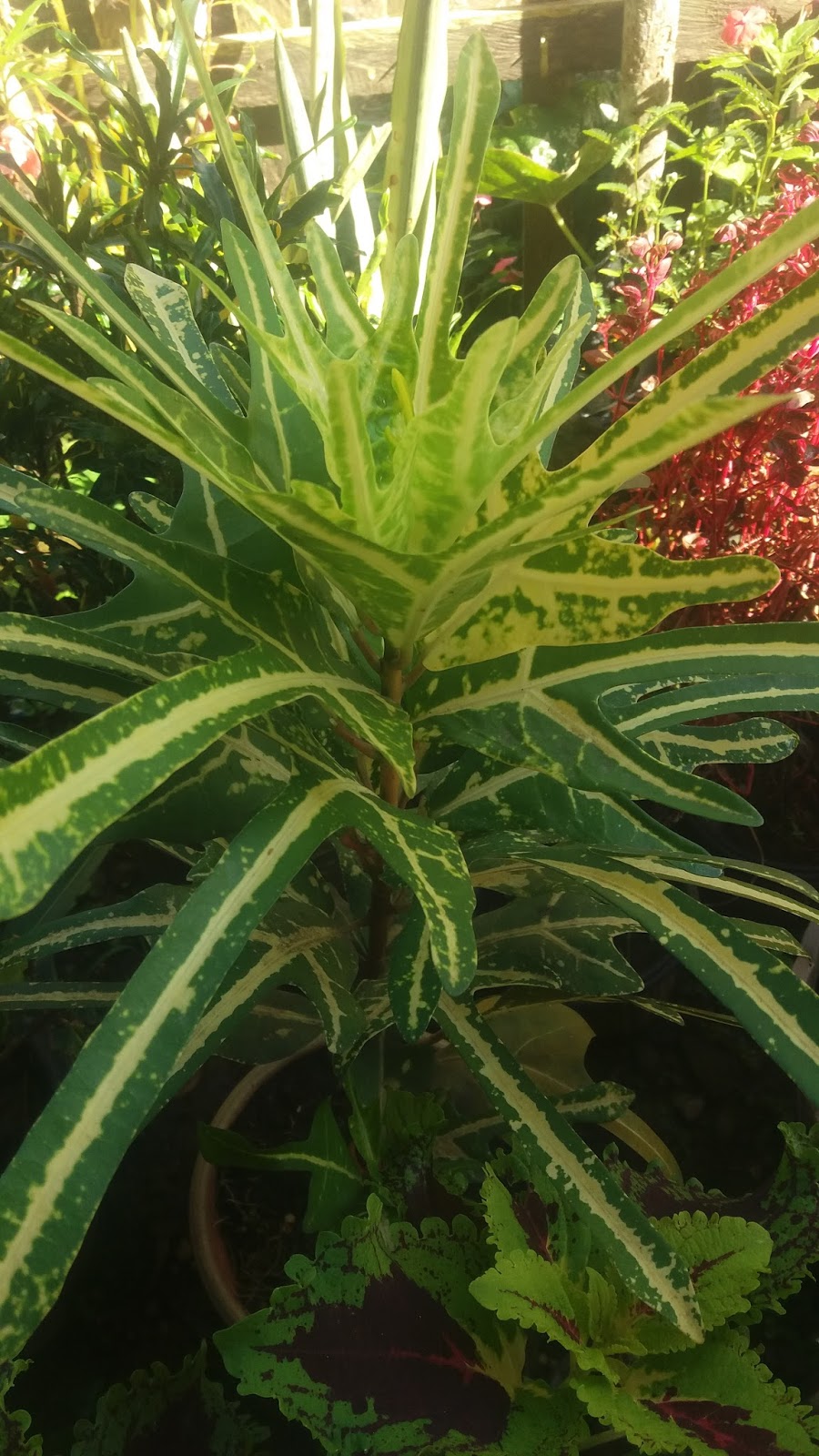 Mengenal Bunga Puring