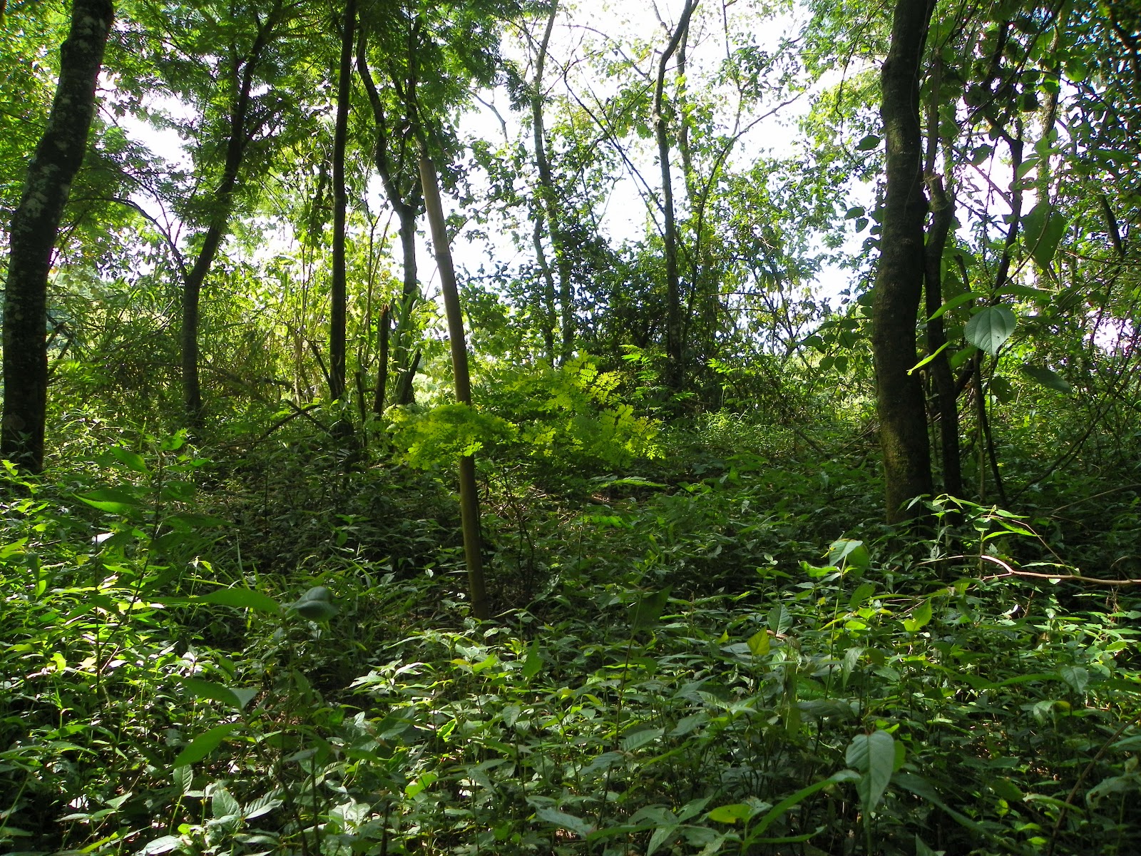 Encantado: Um Pé De Jequitibá Rosa No Meio Do Mato