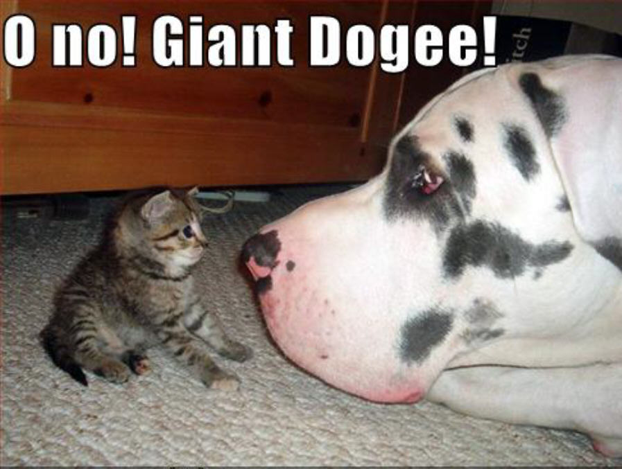 Random Interesting Topics and Photos: Funny/Cute Cat and Dog photos