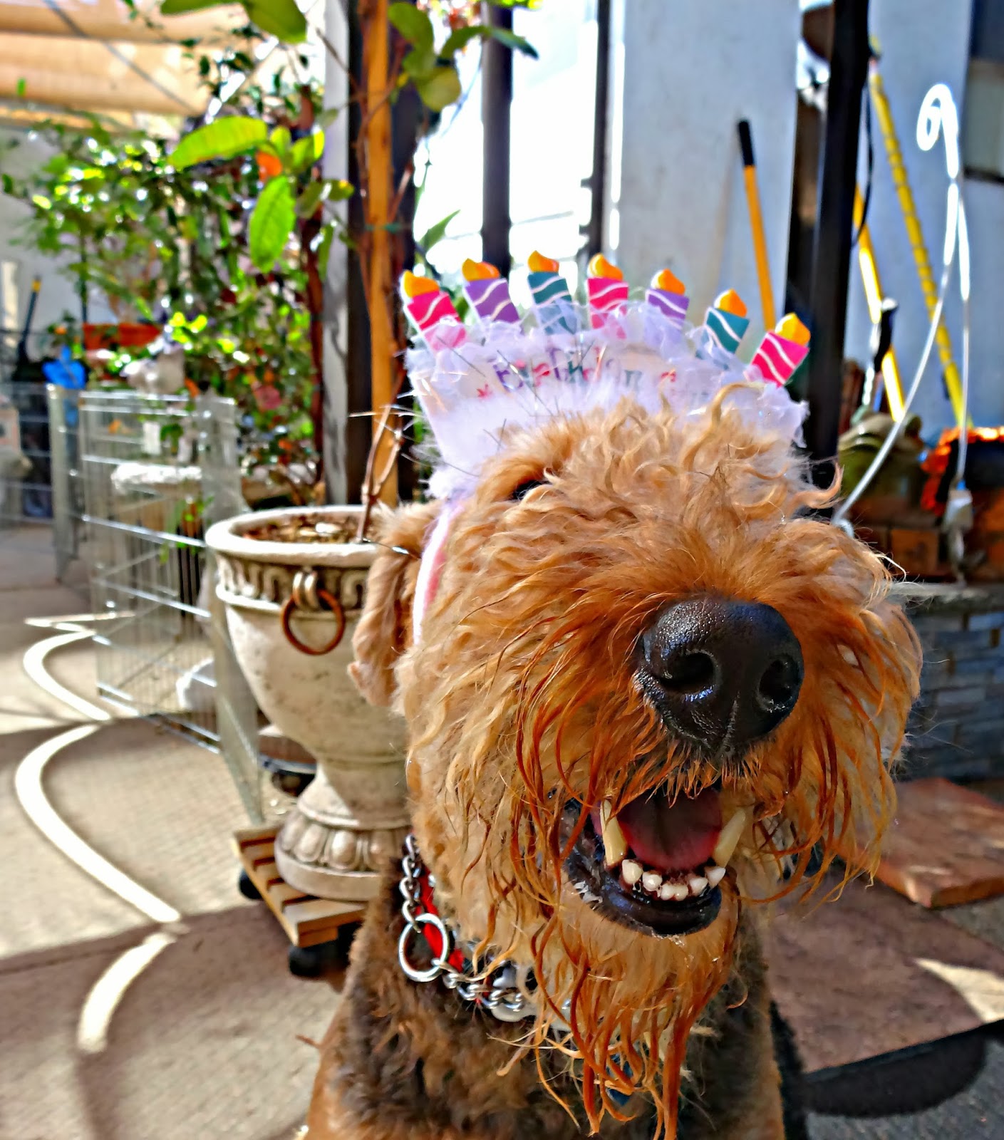 Ruby The Airedale Happy Burthday To Me