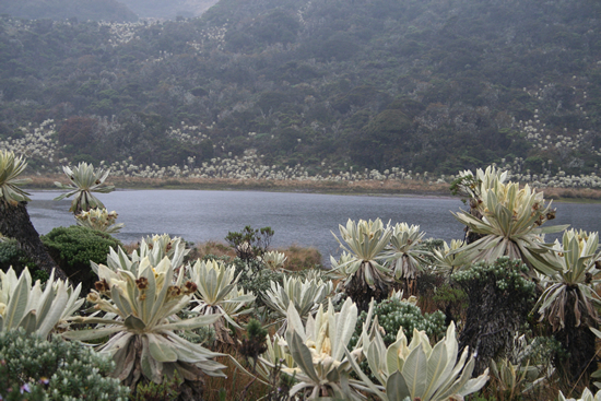 One Climate One Challenge - Episde I: Paramo mi agua (Paramo my water)