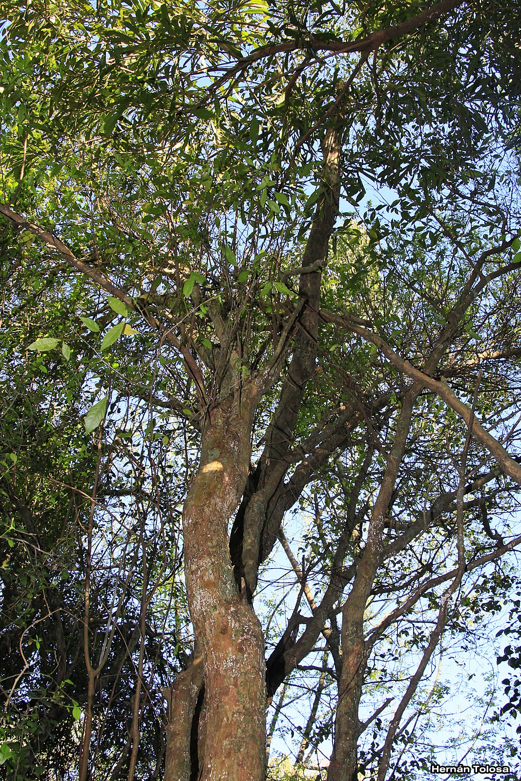 Flora Bonaerense: Chal-chal (Allophylus edulis)