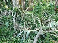 Philippine Native Forest Trees: DAP-DAP or another Erythrina sp.?