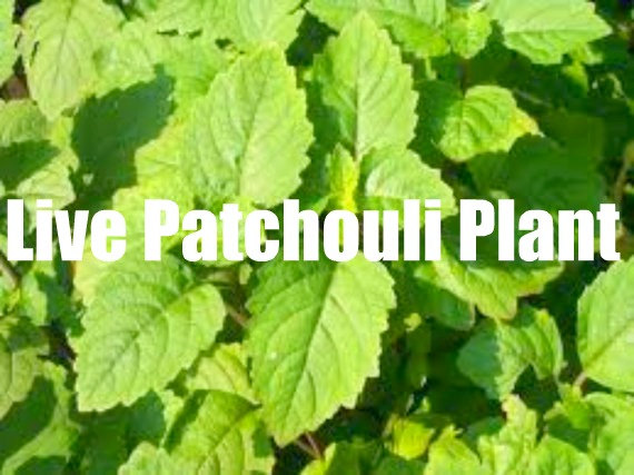 See Better Days - Essential Oils: Patchouli