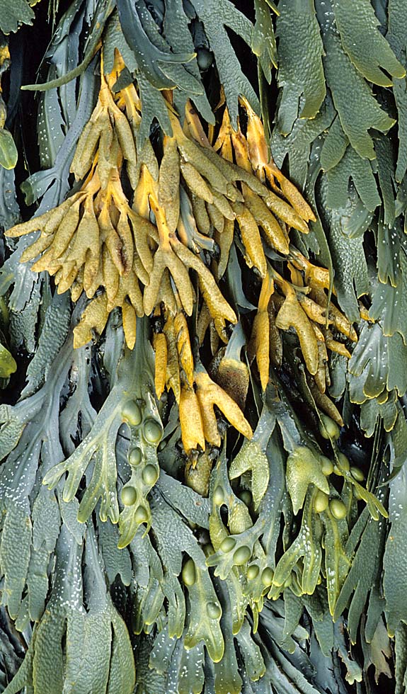 Beyond the Human Eye: Seaweed Sexual Reproduction: a chancy business