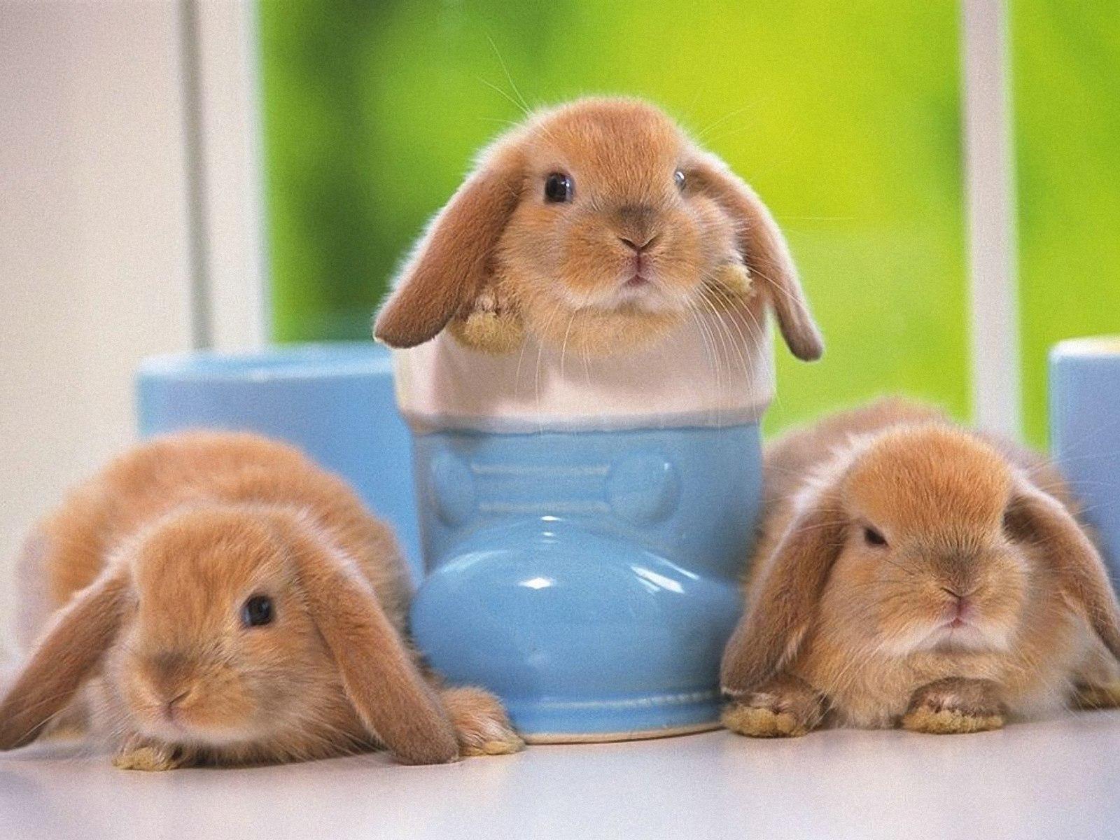 Tiernos conejos de color café jugando en el jardín | wallpaper hd ultra