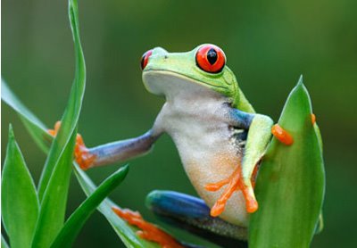 La charca de las ranas: Amar peligrosamente - Rosa Martínez