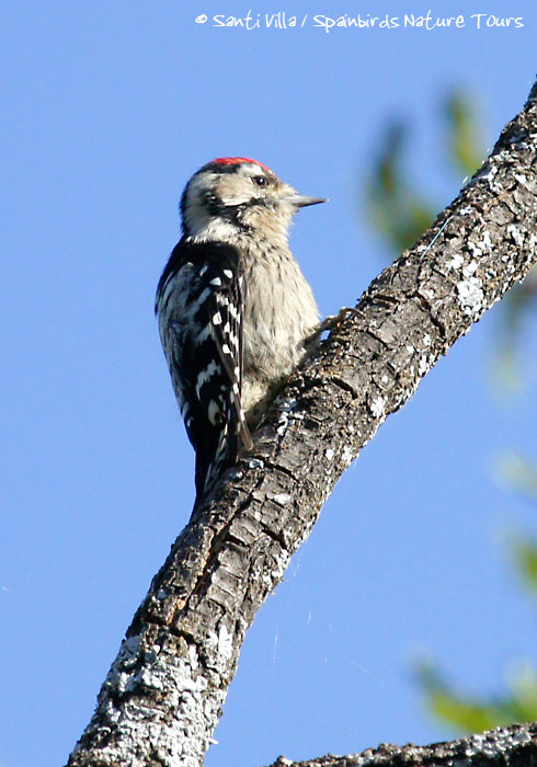 BIRDING IN SPAIN... el blog de Spainbirds : Día de las aves en ...