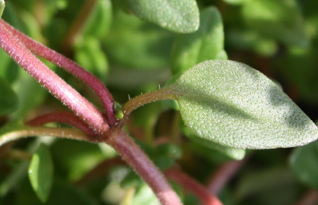 Description of Thyme