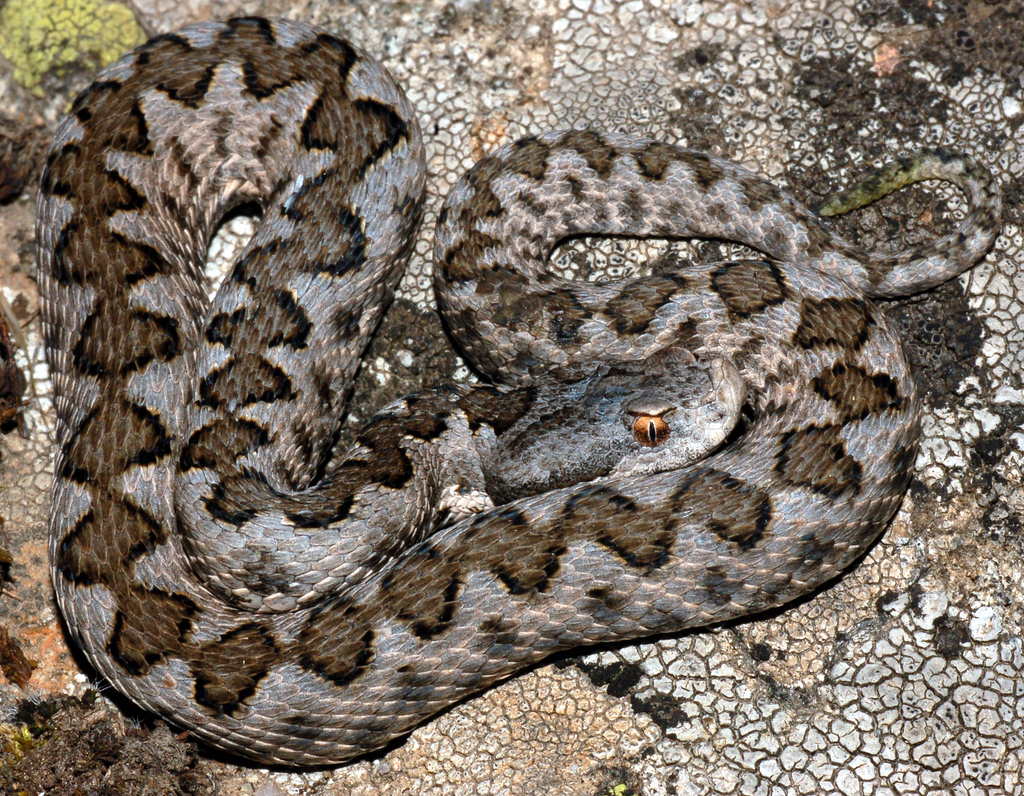 Clínica Veterinaria 20 de Abril: Víboras