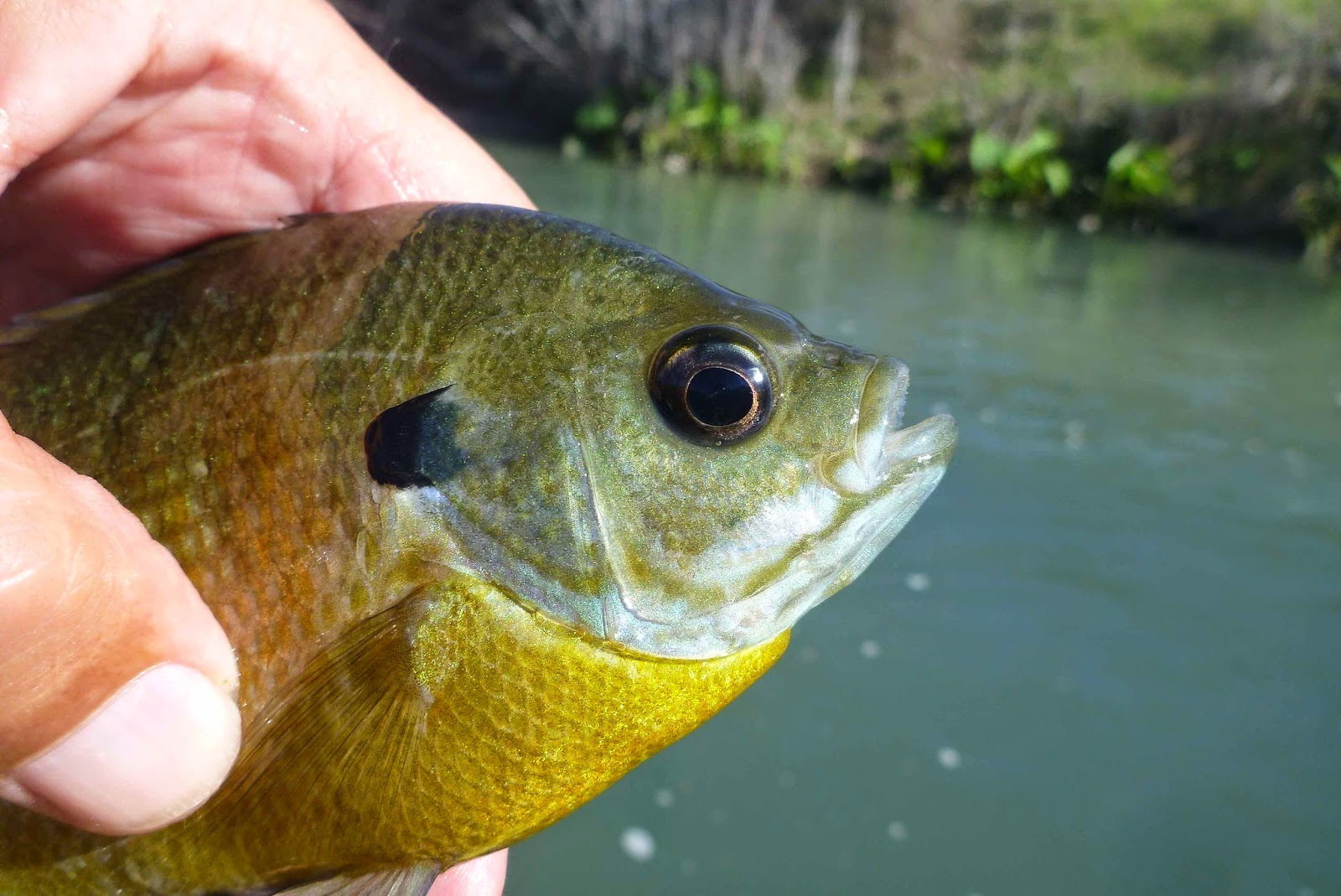 Ultralight Fly Fishing • San Marcos warmwater fish