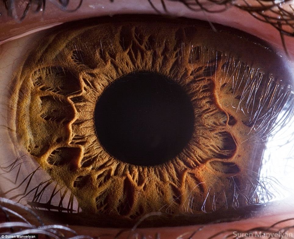 Así es como los humanos obtienen su color de ojos. Simplemente ...