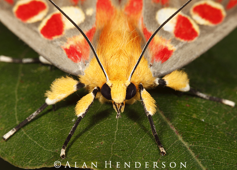 Minibeast Wildlife - Rainforest Encounters: Magical moths