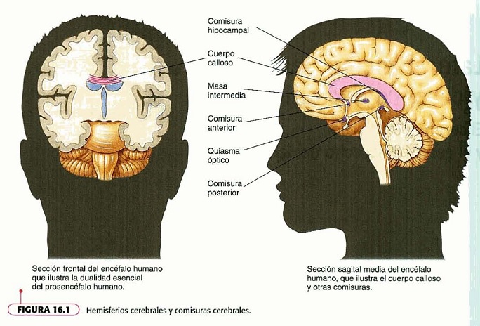 NEUROCIENCIAS DE LA CONDUCTA: Lateralización, lenguaje y cerebro escindido