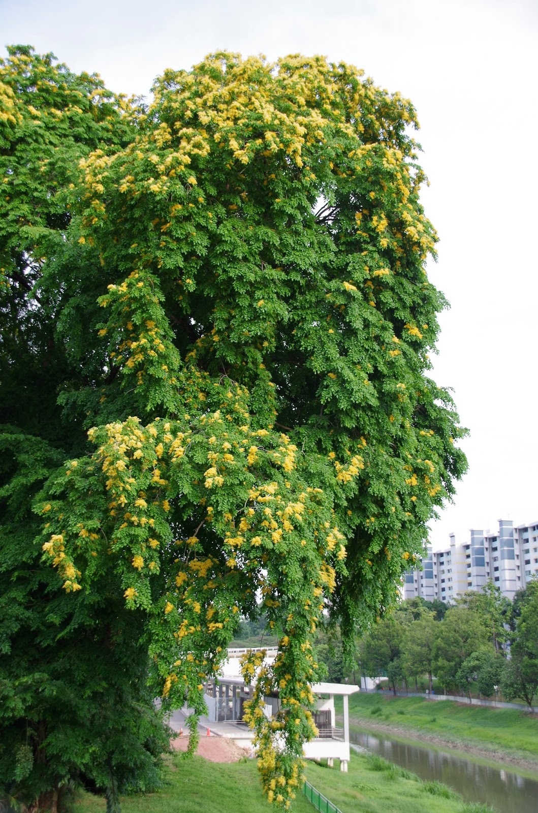 Trees and Plants: Angsana