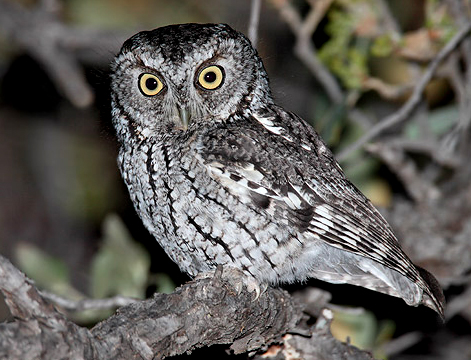 Bellas Aves de El Salvador: Megascops trichopsis (tecolote bigotudo)