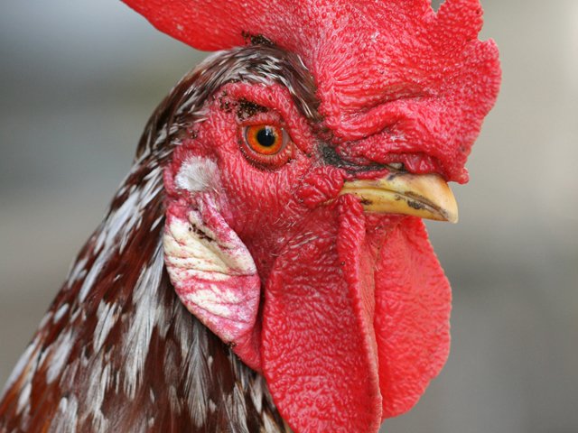 Cresta de gallo - Imagui