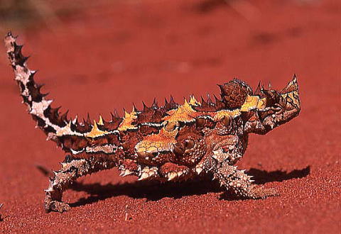 Thorny Devil - True Wildlife Creatures
