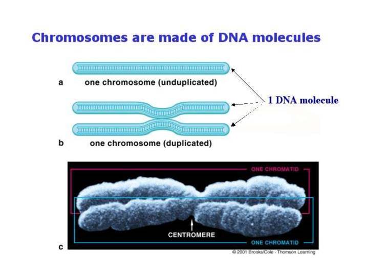 BIOSPROJECT: MITOSI E MEIOSI A CONFRONTO.