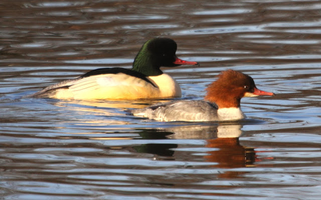 Birding with Flowers: Goosander - Countdown to Classes - 23 Days to Go!