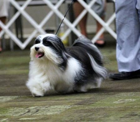 DOG SHOW POOP: 2014-05-11