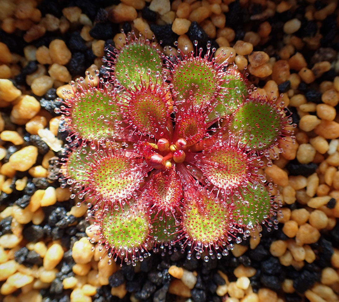 球根ドロセラ：ロゼットタイプ