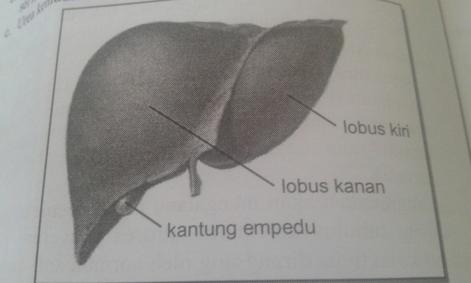 My Lesson Blog: Sistem Ekskresi Manusia