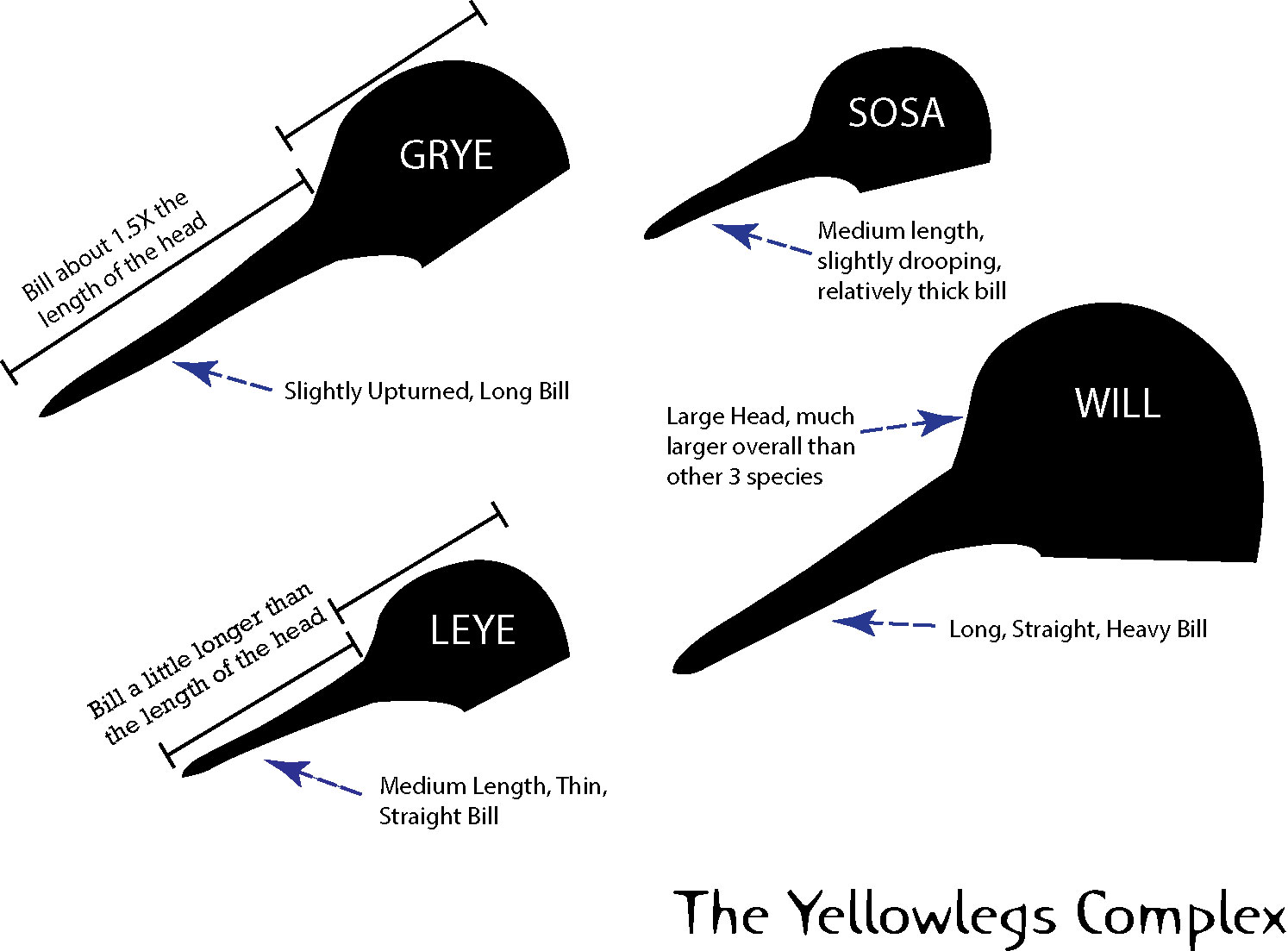 Prospect Park Bird Sightings & North Brooklyn Nature News: using head ...