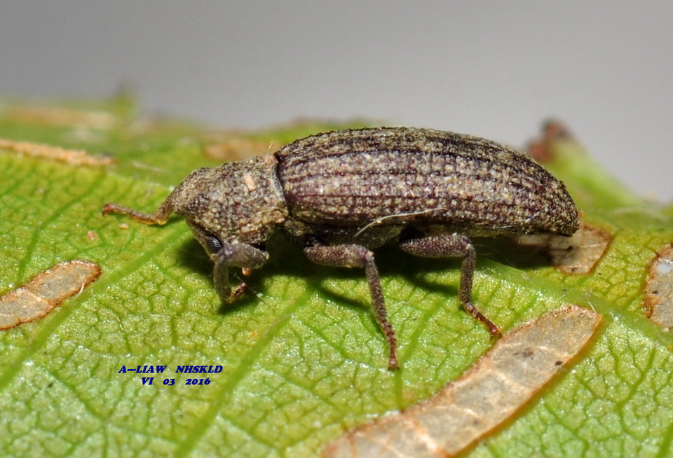 A---LIAW的自然生態記事簿: 匿頸擬步行蟲