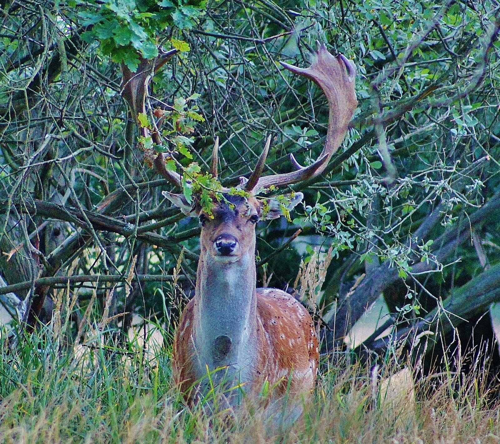 AMSTERDAMSE WATERLEIDINGDUINEN AWD: Amsterdamse Waterleidingduinen ( AWD )