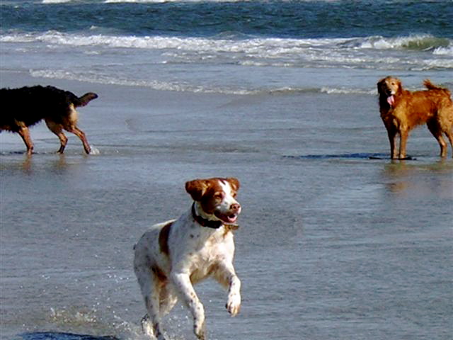 hikewithyourdog: North Brigantine Natural Area