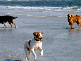 hikewithyourdog: North Brigantine Natural Area