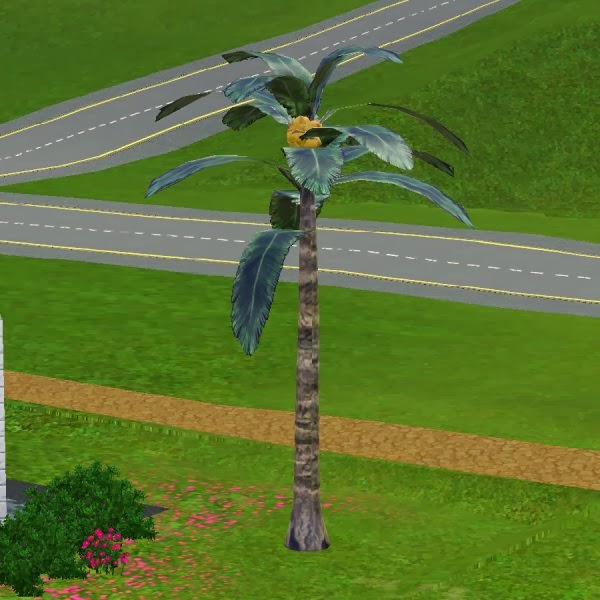 Simming in Magnificent Style: Cocos Nucifera - coconut palm