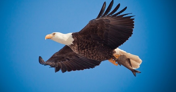 Top 10: Fakta - Fakta Burung Elang Serta Gambar Pixabay | the social viral